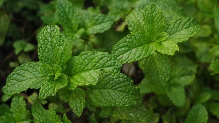 30+ Best Mint Names for Boy And Girls In 2023