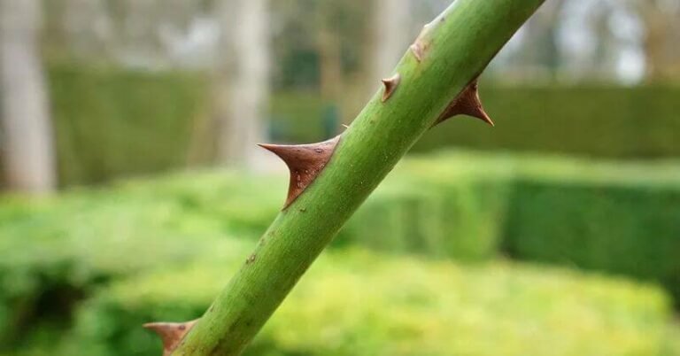 5 Facts About Different Aerial Parts of Plants (With Uses)