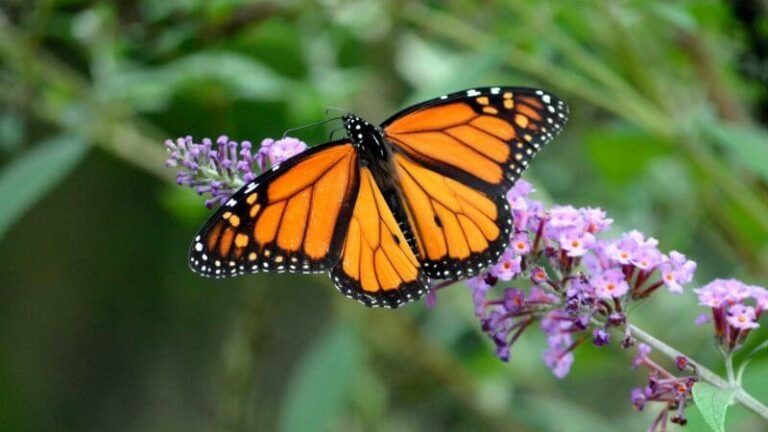 200 Inspirational Butterfly Quotes to Help You Spread Your Wings