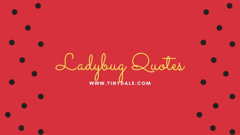 Fun Ladybug Quotes For Your Beloved Kids