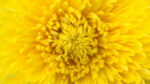 100 Popular Yellow Flower Names (With Meanings And Pictures)