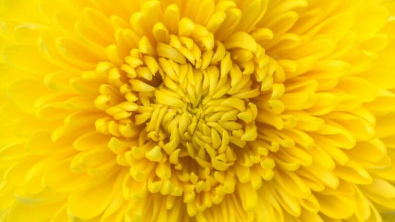 100 Popular Yellow Flower Names (With Meanings And Pictures)