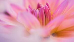 25 Most Popular Pink Flower Names (Free Picture Collection)