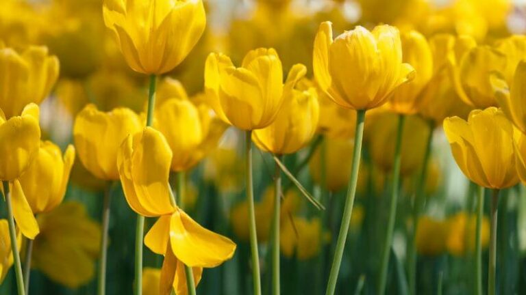 100 Popular Yellow Flower Names (With Meanings And Pictures)