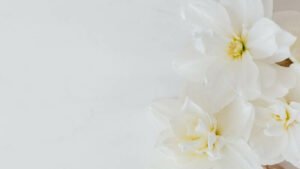 100 Popular White Flower Names (With Meanings And Pictures)