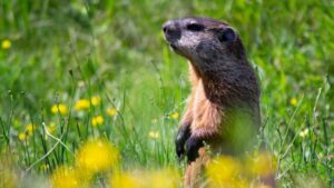 100 Best Groundhog Day Quotes, Sayings And Puns!