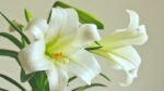 120 Unique Botanical Baby Names (With Meanings)