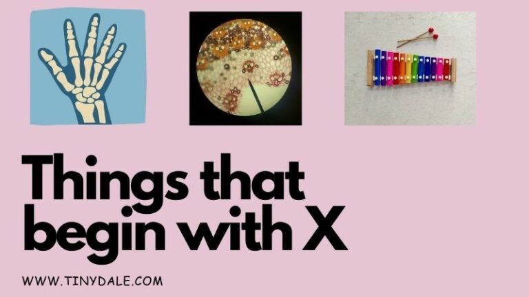 20 Rare Things That Begin With X (Surprising Objects Inside)